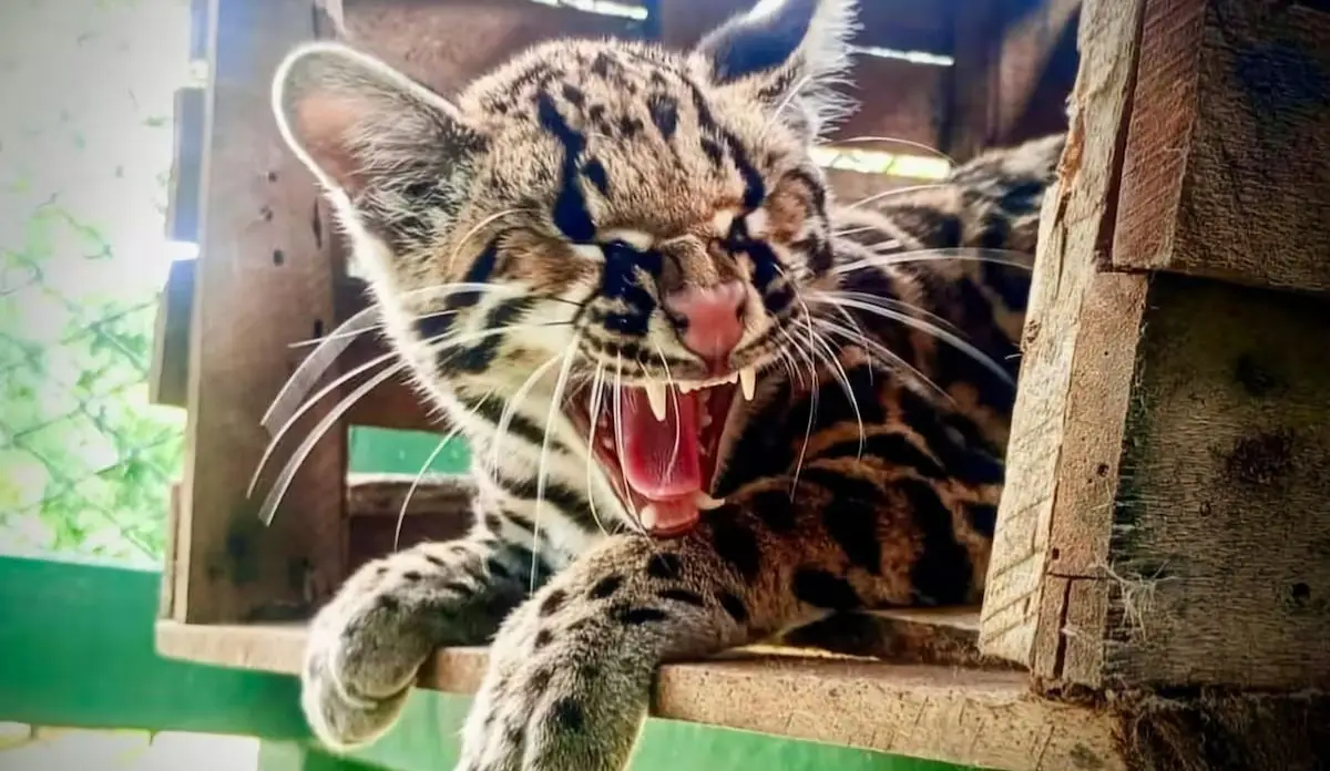 Rescatan a un tigrillo criado como mascota entre niños