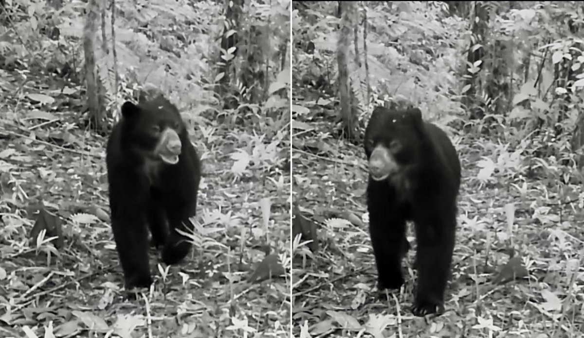 Impactante avistamiento de un oso andino en los Farallones de Cali